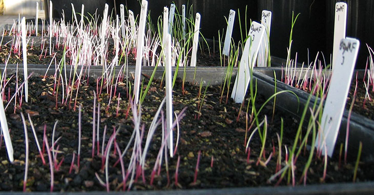 Proof of Concept - Australian Herbicide Resistance Initiative (AHRI)