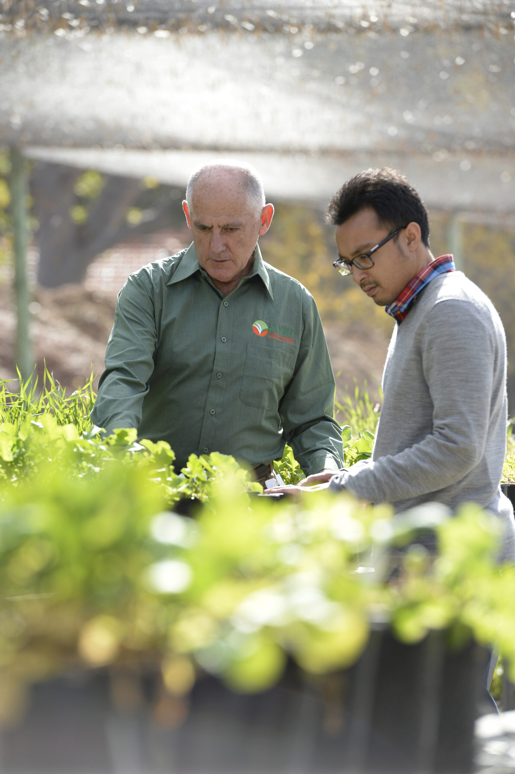 Multiple resistance across glufosinate, glyphosate, paraquat and ACCase ...
