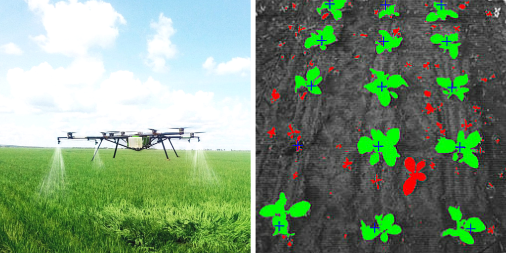 Hand weeding wild radish - Australian Herbicide Resistance Initiative (AHRI)