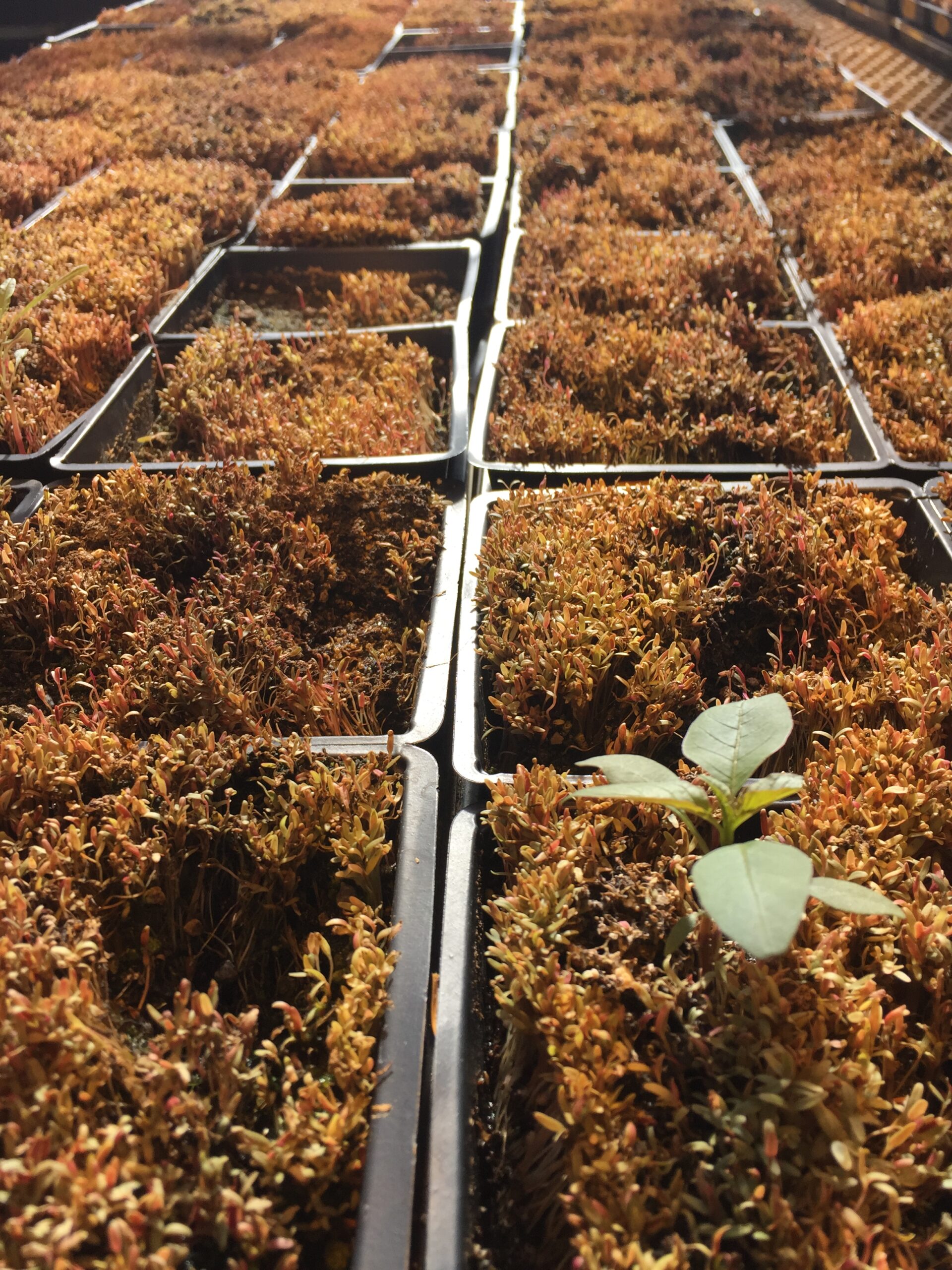 The reality of spontaneous mutation - Australian Herbicide Resistance ...