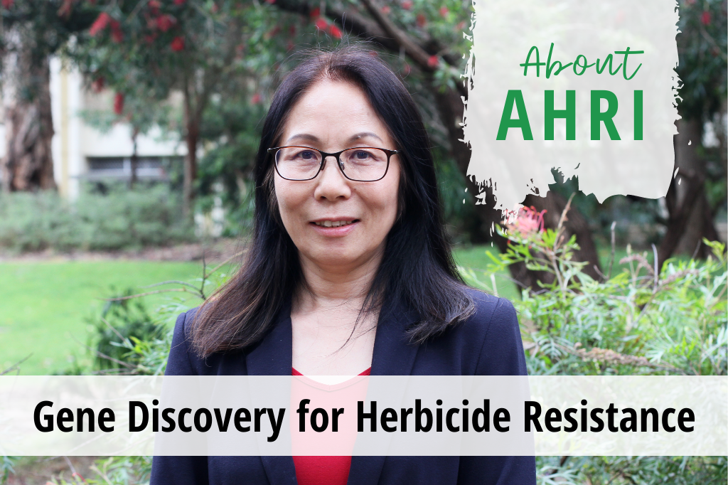 Gene Discovery for Herbicide Resistance, with Dr Qin Yu - Australian ...