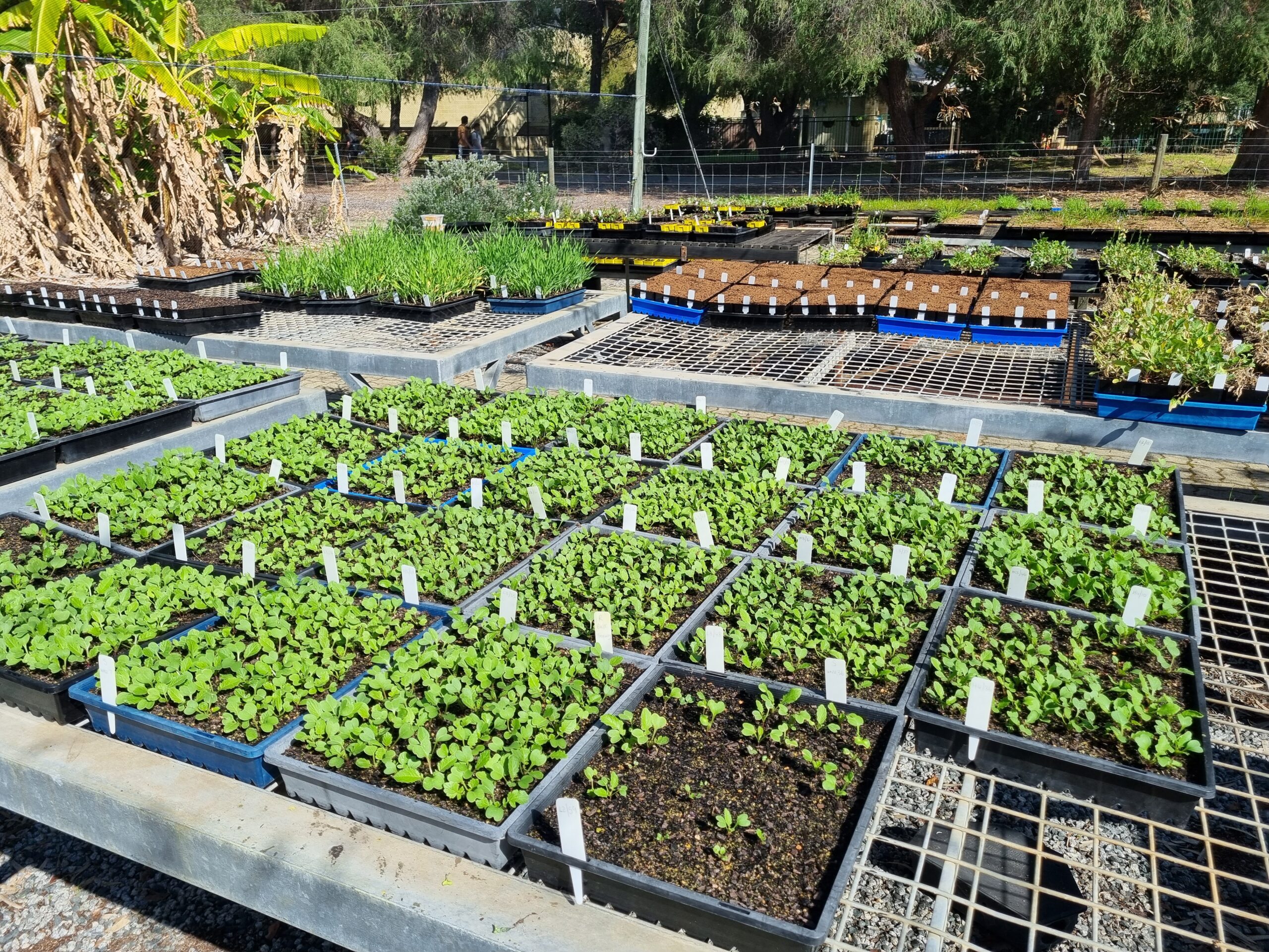 Bixlozone resistance - it's all about what the plant doesn't do ...